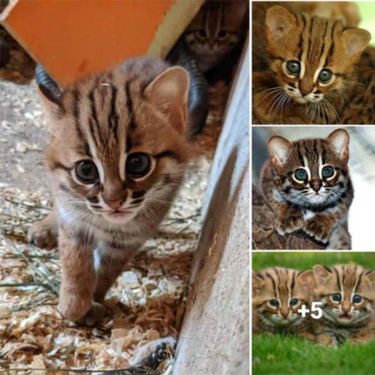 In England, a pair of incredibly adorable kittens, from the world’s ...